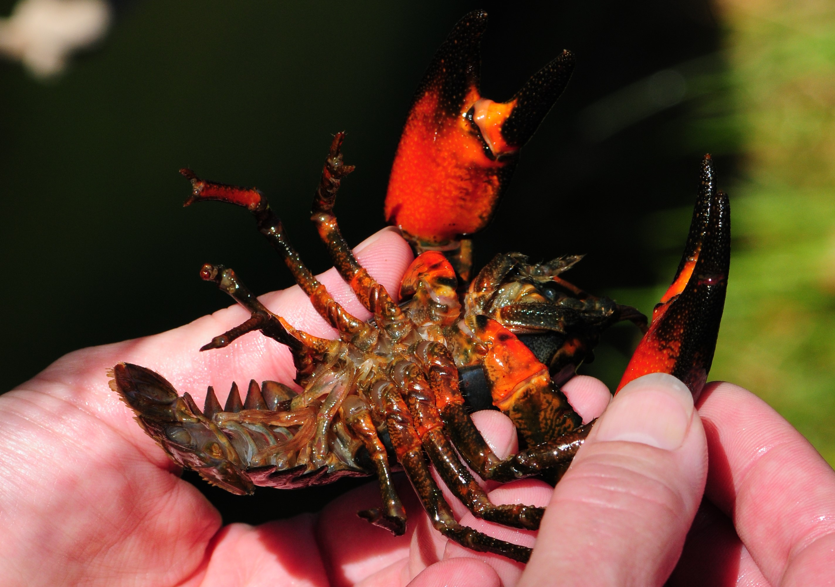 Shasta crayfish closeup | FWS.gov