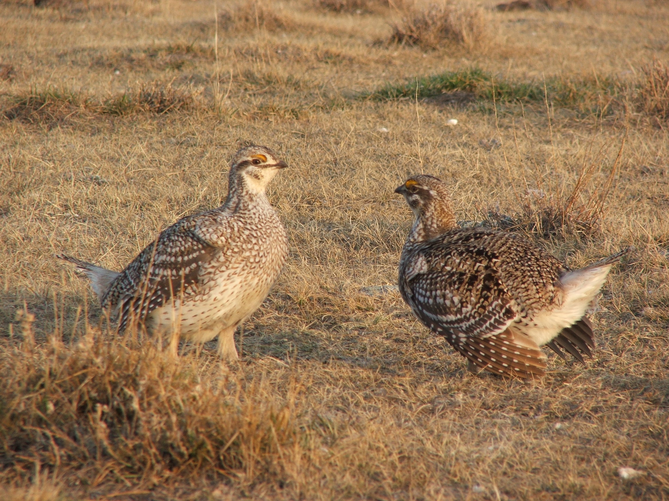 Sharp-tailed grouse on lek at Lacreek NWR | FWS.gov