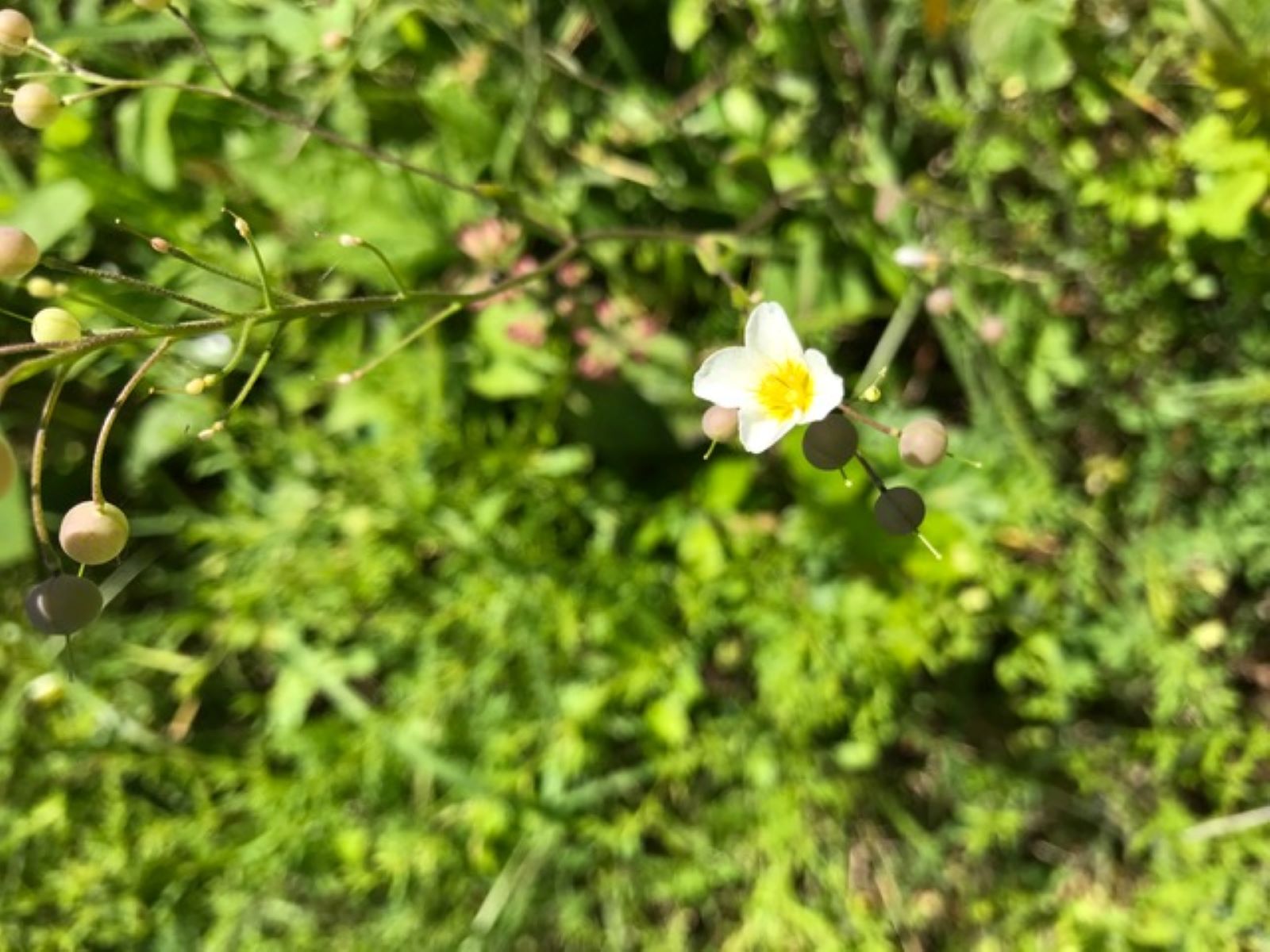 White bladderpod in fruit and flower | FWS.gov