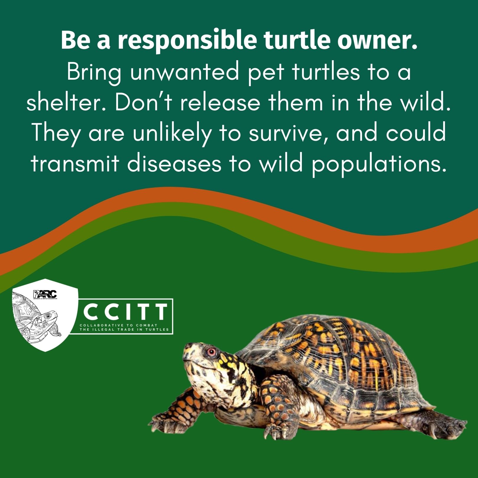 3. 5 ways to help turtles(LARGE).jpg | FWS.gov