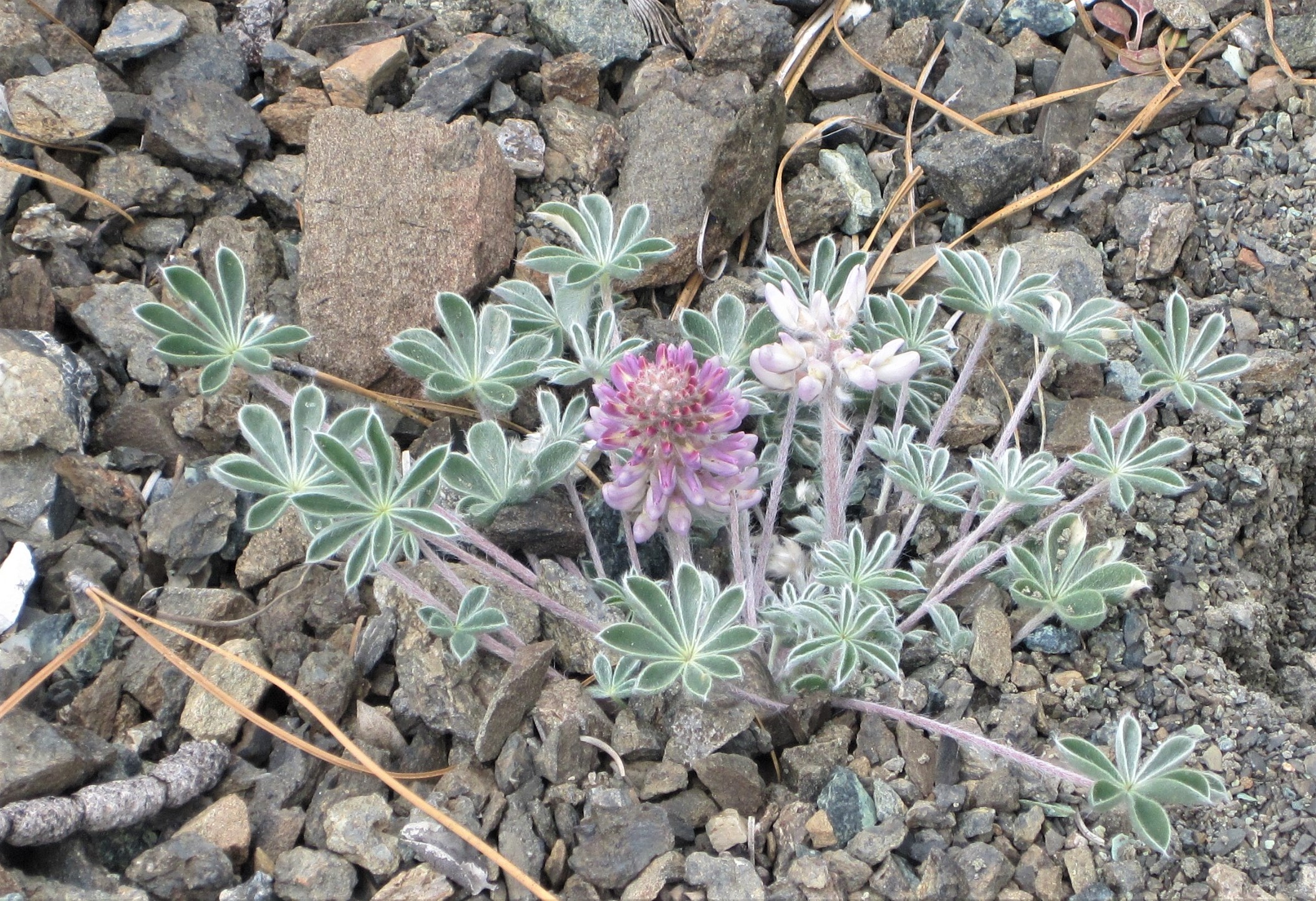 Lassics lupine by Emily Cate/USFWS (11).jpg | FWS.gov